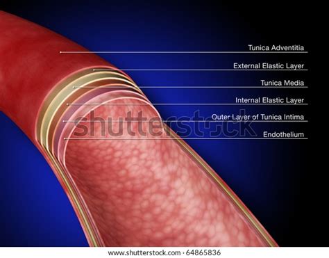 Anatomy Artery Labeled Stock Illustration 64865836