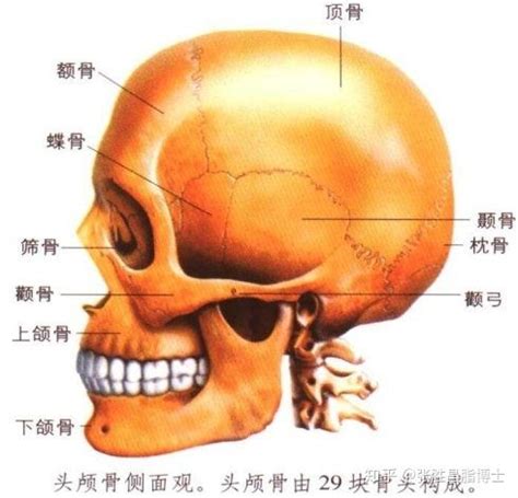 颞部是哪个位置图片 配图网