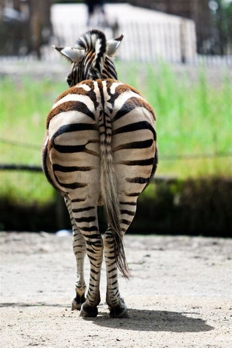 Zebra From The Back View Stock Image Image Of Green 11001383