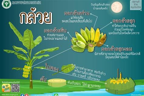 กล้วยช่วยชาวโลก กระทง ลดโลกร้อน สยามรัฐ