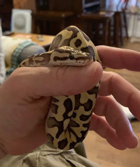 Green Eyes Ball Python Ball Pythons Morphmarket Reptile Community