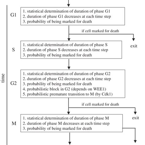 Algorithm Of The Stochastic Automaton Model For The Cell Cycle Shown In