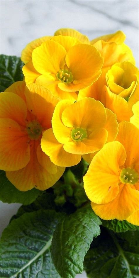 Завантажити безкоштовно Фіолетовий картинки на робочий стіл ПК