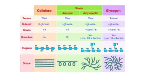 Polysaccharides Structure And Functionspptx