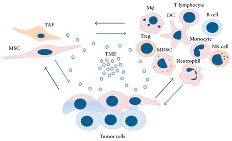 Tumor Microenvironment An Emerging Landscape For Lung Cancer Therapy