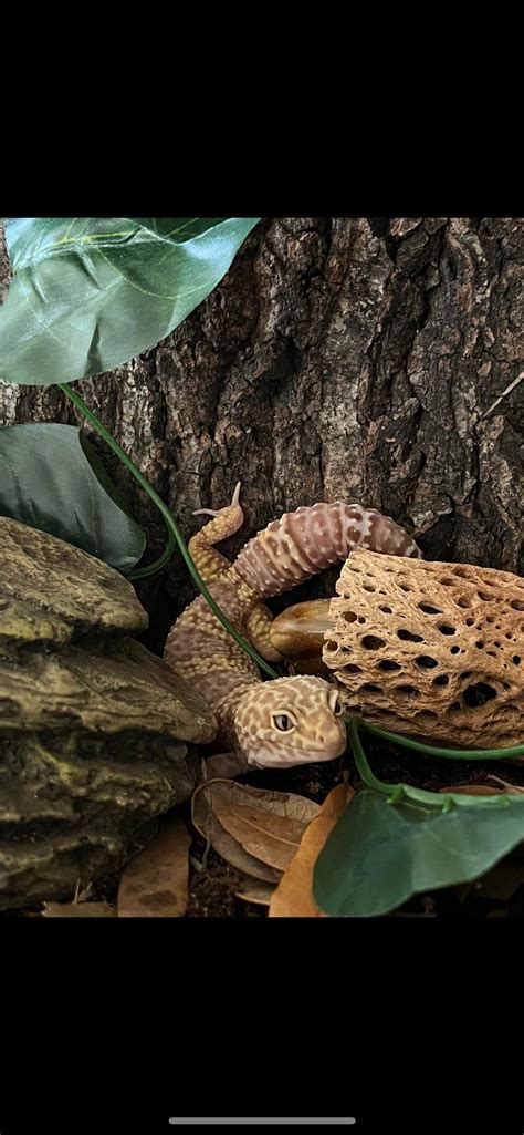 Bubba Checking Out His New 40 Gal D Rleopardgeckos
