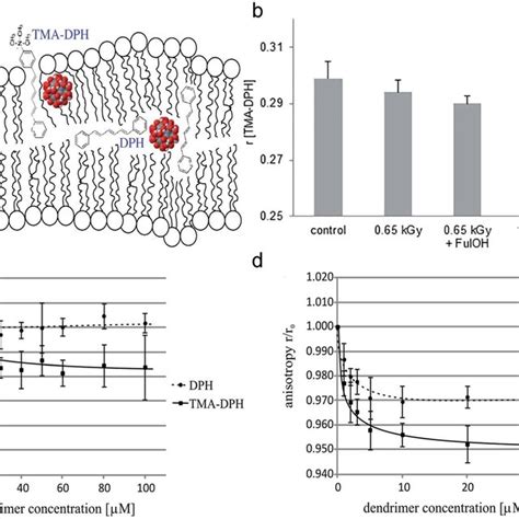 A The Location Of Ans Tma Dph Dph In The Lipid Bilayer B