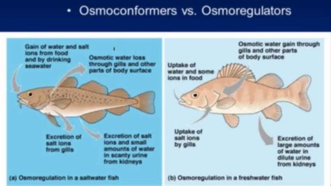 Osmoregulation In Animals Part 1 Youtube