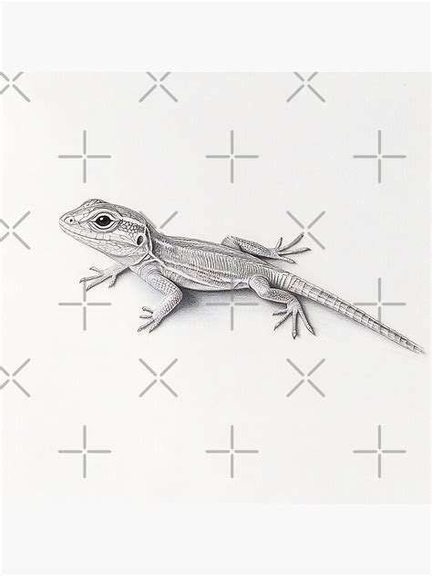 Wall Lizard Pencil Drawing