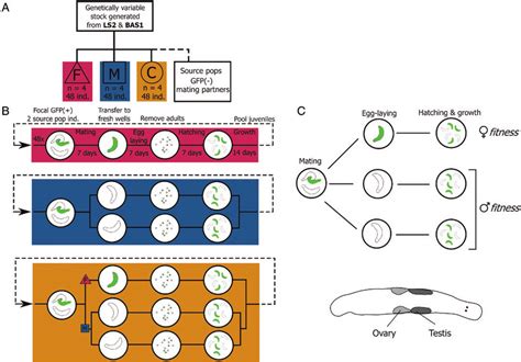 An Overview Of The Selection Regimes A The Sex Limited Selection Download Scientific Diagram