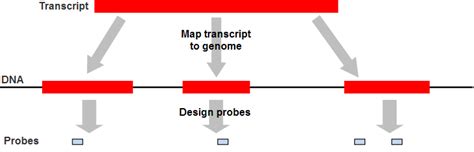 create an exon microarray