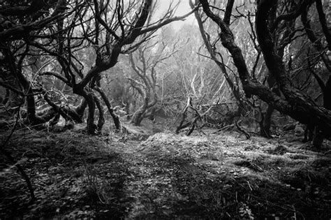 Premium Photo Trees In Forest