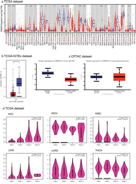 Prdm16 Expression Level A The Expression Status Of Prdm16 Gene In Download Scientific