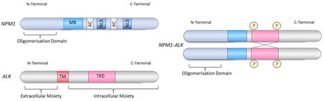 The Nucleophosmin 1 Npm1 Alk Fusion Protein Resulting From The Download Scientific Diagram