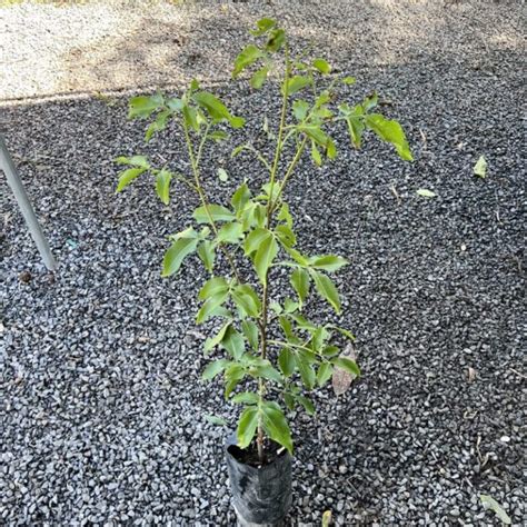 Grafted Spanish Lime Tropical Live Fruit Tree 12” 24” Tropical Plantae