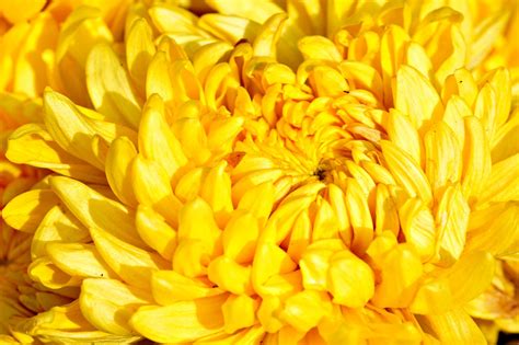 국화 노란 꽃 Pixabay의 무료 사진 Pixabay