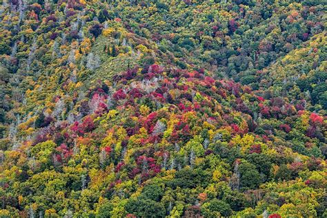 Multi Colored Trees In Autumn By Stocksy Contributor Adam Nixon Stocksy
