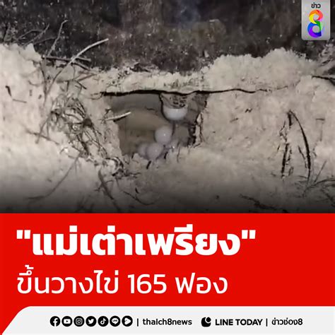ข่าวช่อง8 แม่เต่าเพรียง ขึ้นวางไข่ 165 ฟอง
