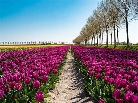 Amsterdan Tulip Season Amsterdam Tulip Fields