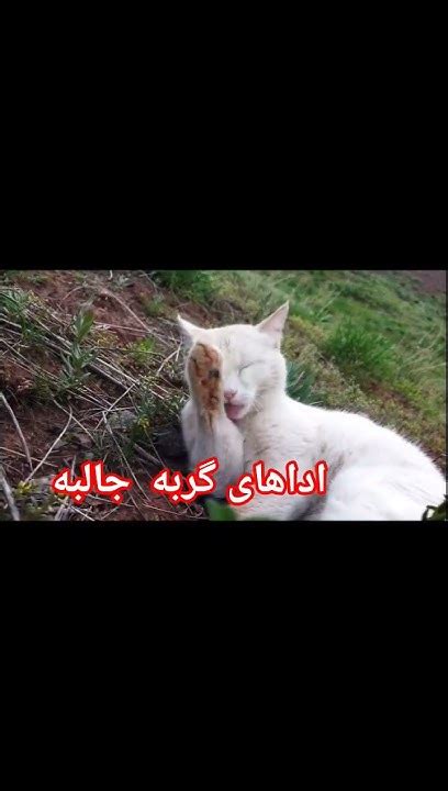 گربه ی سفید زیبا Youtube