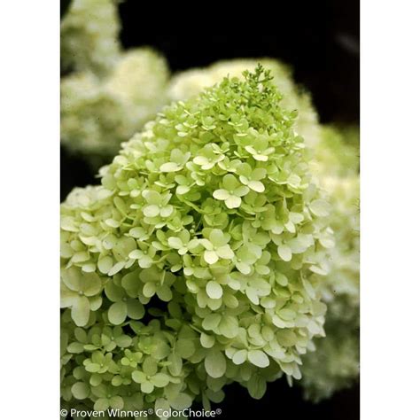 Green Hydrangea