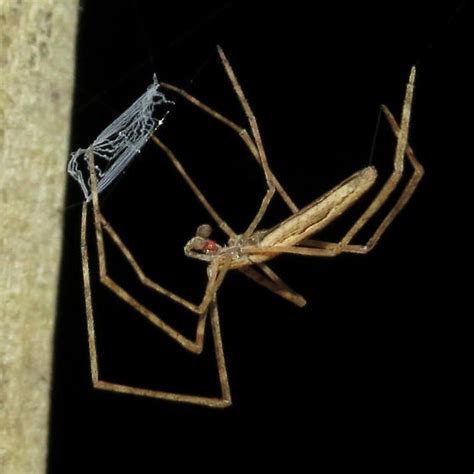 Penultimate Male Deinopis Spinosa With Net Deinopis Spinosa