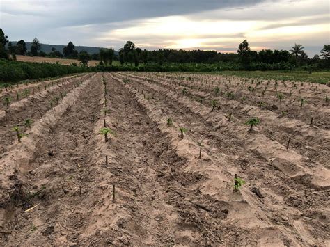 ในวิกฤติคือโอกาส Thai Cassava มันสำปะหลังไทย