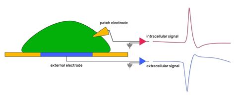 Microelectrode Array Mea