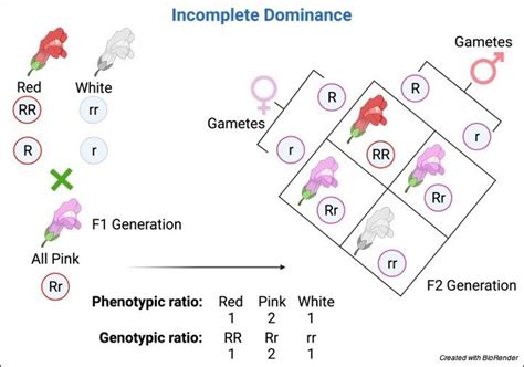 Incomplete Dominance Vs Codominance Definition And Examples