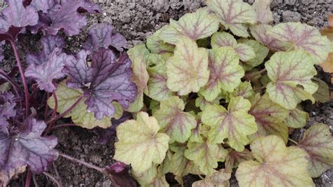 Как и когда сажать гейхеру Youtube