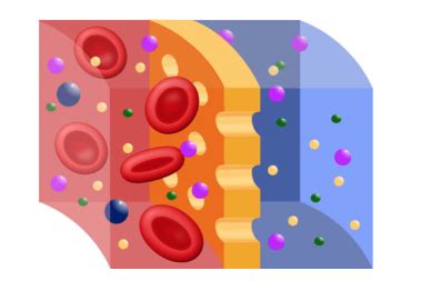 Difference Between Osmosis And Diffusion With Diagram