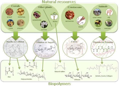 Mary C On Linkedin Bio Plasticizers Polymers Environmentally Friendly Applications…