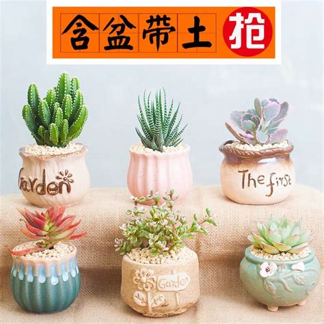 幼兒園綠植小盆栽小型室內適閤家養的植物花花草草多肉帶花盆組合 Taobao