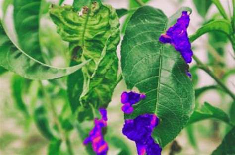 Ai Data Annotation Company In India Data Labeling Services Pixel Annotation