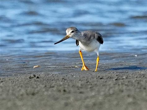 やなぎ二郎 on Twitter 砂浜に ソリハシシギヒレが見えるTerec Sandpiper 野鳥 野鳥撮影