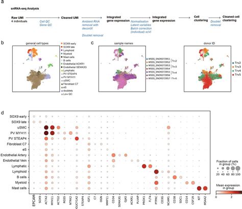 Quality Control Of The SnRNA Seq Datasets A SnRNA Seq Data Analysis Download Scientific
