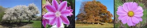 Trees And Flowers Tree Guide UK Tree And Flower Identification Guide