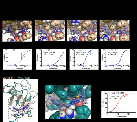 Optimization Of R12 To The Dual Msi1msi2 Inhibitor R12 8 44 3 A R12