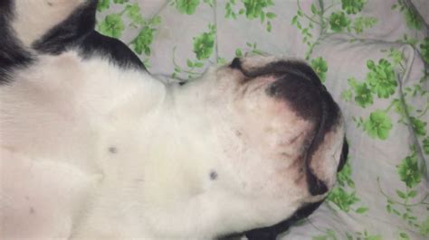 Французский бульдог спит Youtube