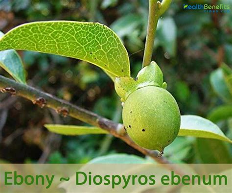 Traditional Uses And Benefits Of Ebony Health Benefits