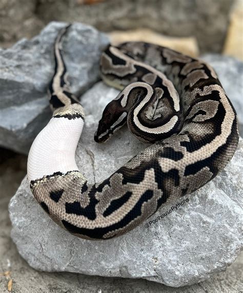 Lightning Pied Axanthic Vpi Ball Python By Poolhouse Pythons Morphmarket