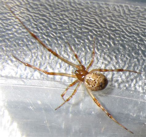 What Does A Cobweb Spider Look Like At Luke Cornwall Blog