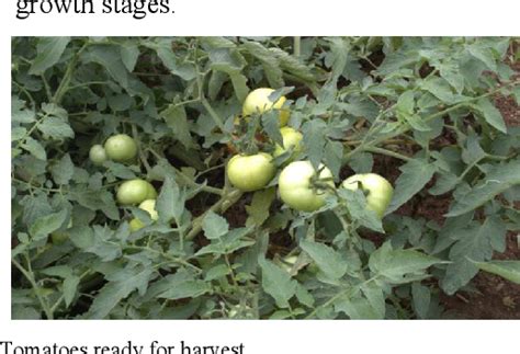 Figure 4 From Deep Learning Technique Based Tomato Plant Health Monitoring System Semantic Scholar