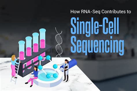 How Rna Seq Contributes To Single Cell Sequencing Imrali Invention