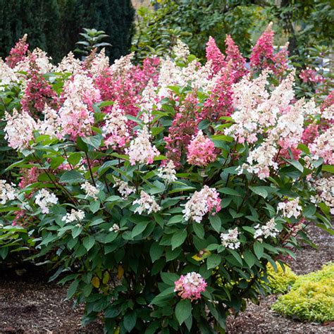 Candelabra™ Hydrangea Plant Addicts