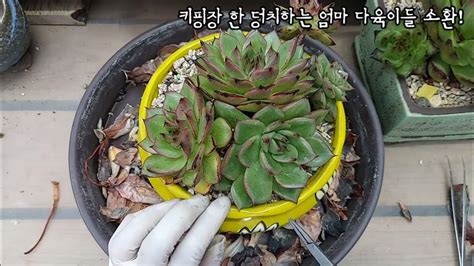 키피장 한 덩치들 ~ 오래키워 군생이 된 엄마 다육이들 소환했어요 엄마가 분갈이 하고 엄마가 관리하는 다육이들은 다 큰화분에 식재되어있고 2년 지나서 자구를 많이 내고