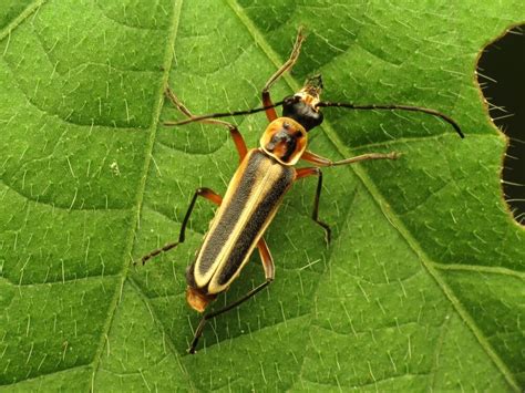 36 Common Beetles With Stripes Pictures And Identification