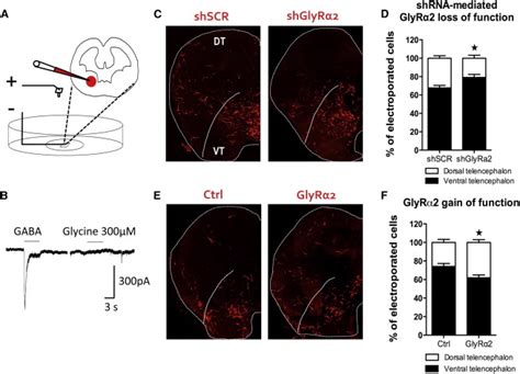 Modulation Of Glyr α2 Subunit Expression Affects Interneuron Migration