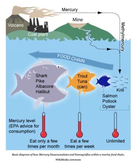 Bioaccumulation Diagram