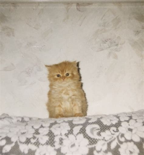 котик смешные картинки и другие приколы комиксы гиф анимация видео лучший интеллектуальный